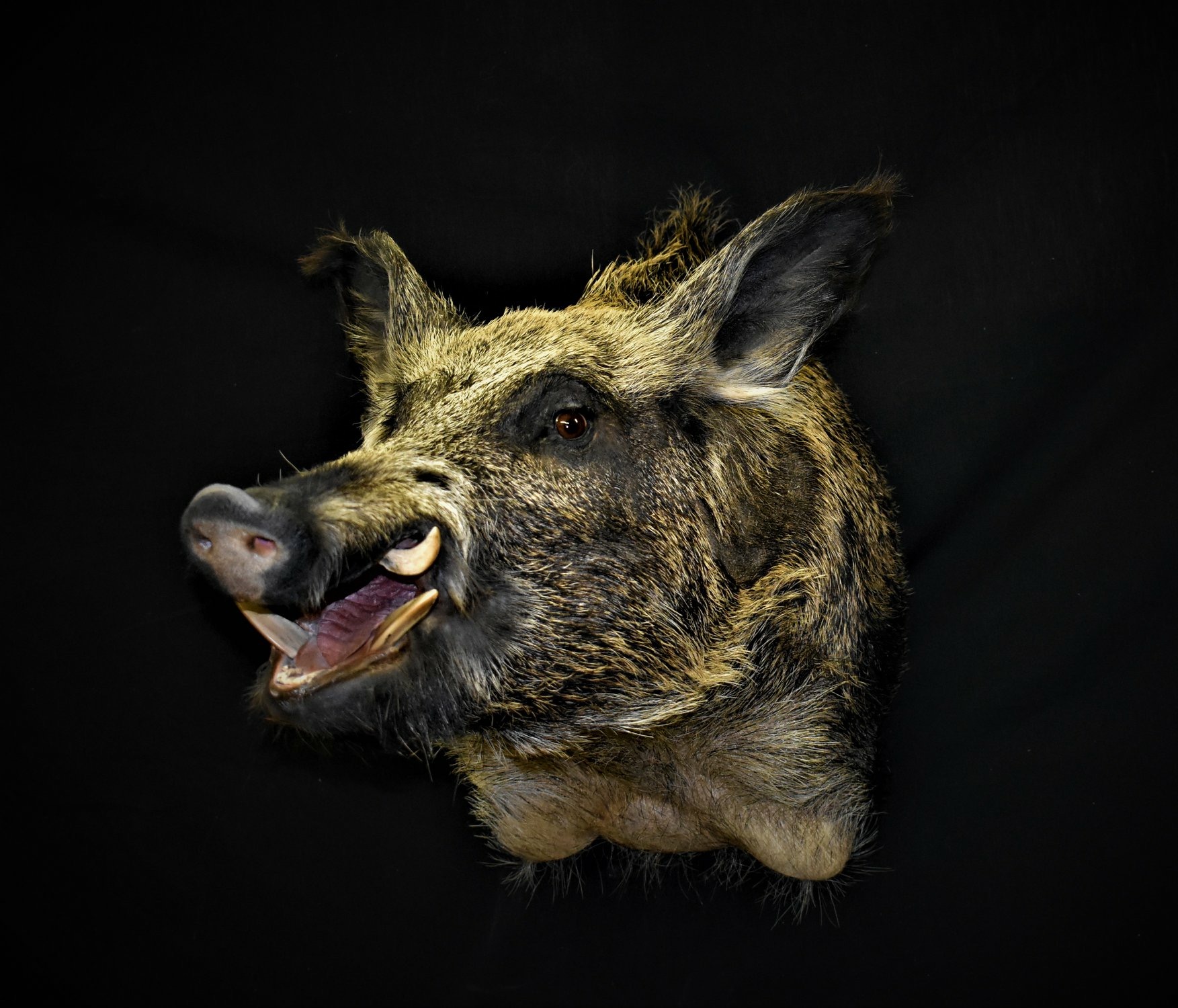 Texas Hog Hunting Package | AfricaHunting.com