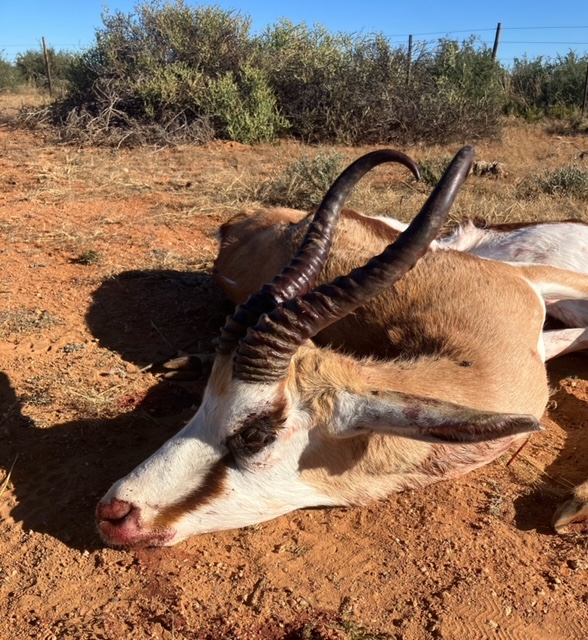 What to hunt? Warthog or Springbok? | AfricaHunting.com