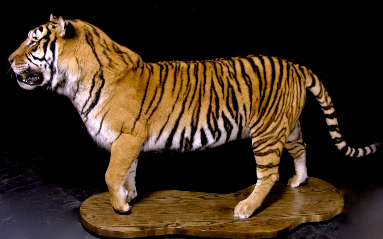 Life Size Tiger Delivered Today | AfricaHunting.com