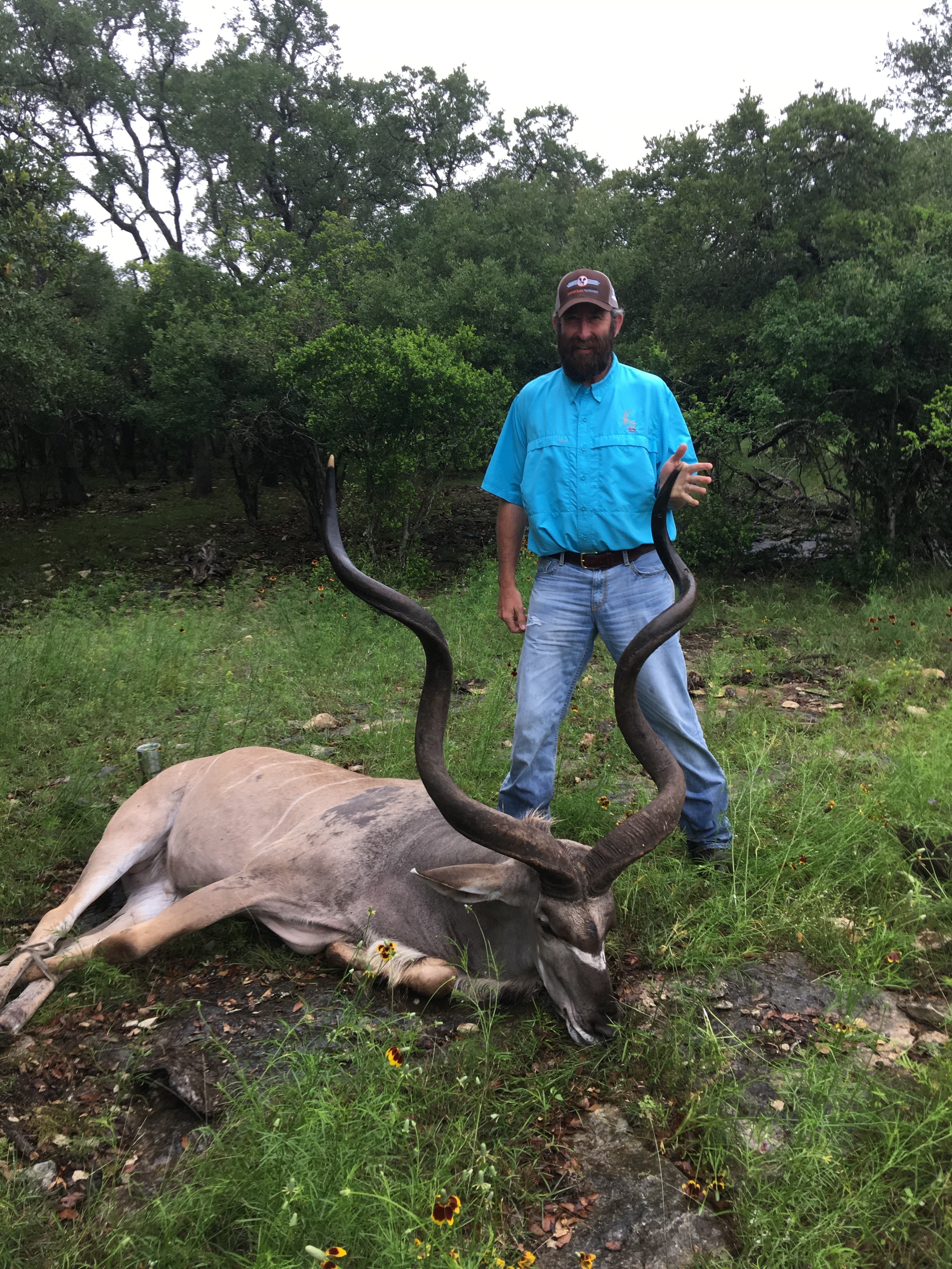 Kudu breeder bull in Texas 67x64 | Page 4 | AfricaHunting.com