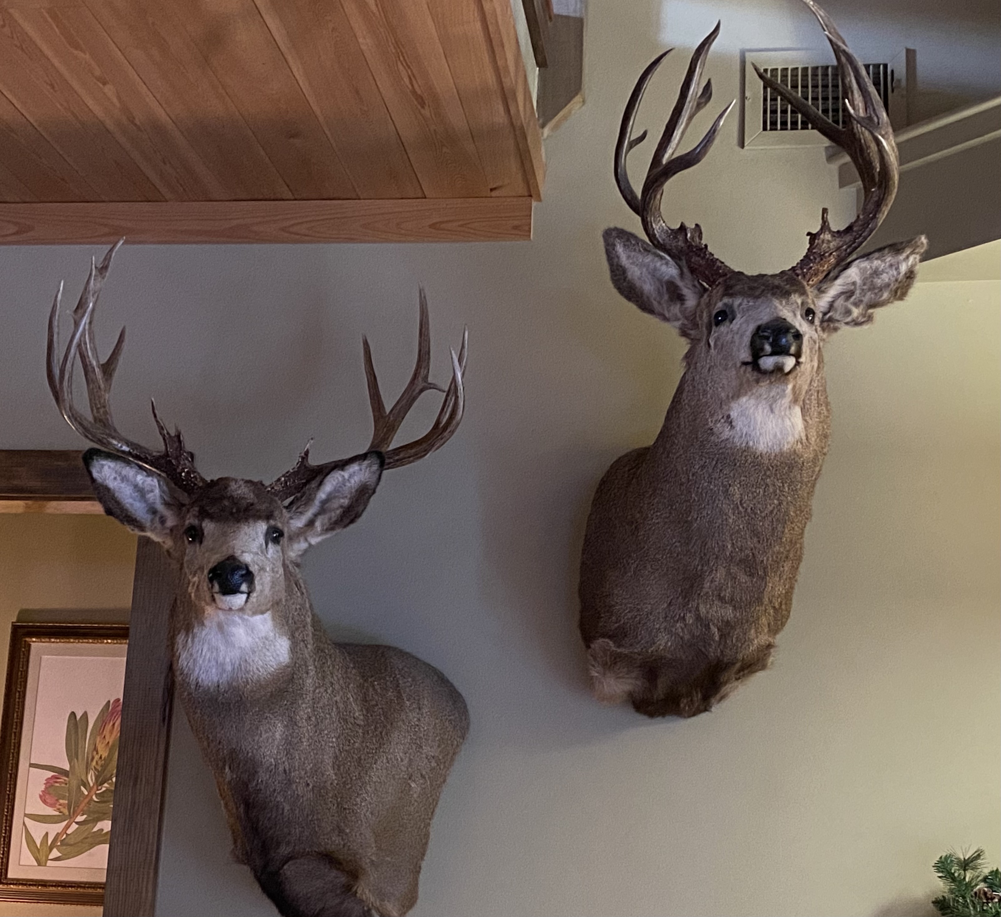 Sonora Mule Deer - Shoulder Mount Ideas | AfricaHunting.com