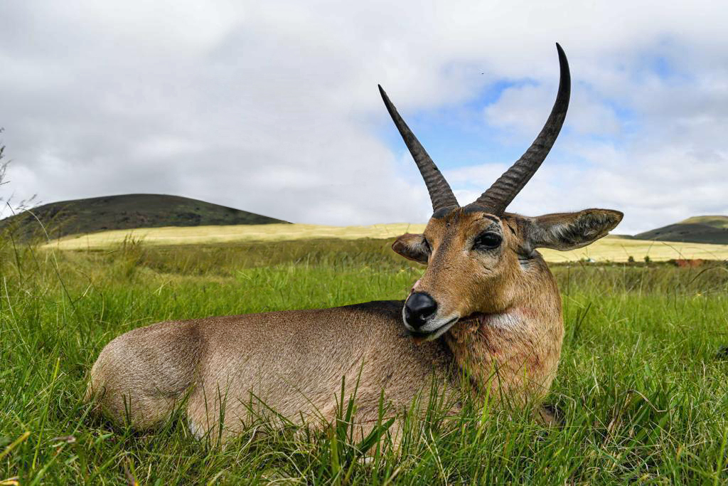 5 Night Vaal Rhebuck, Common Reedbuck & Mountain Reedbuck Hunting ...