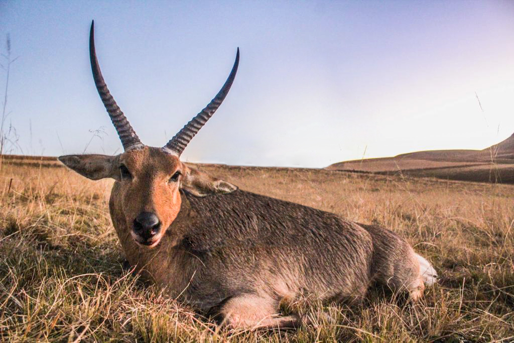 5 Night Vaal Rhebuck, Common Reedbuck & Mountain Reedbuck Hunting ...