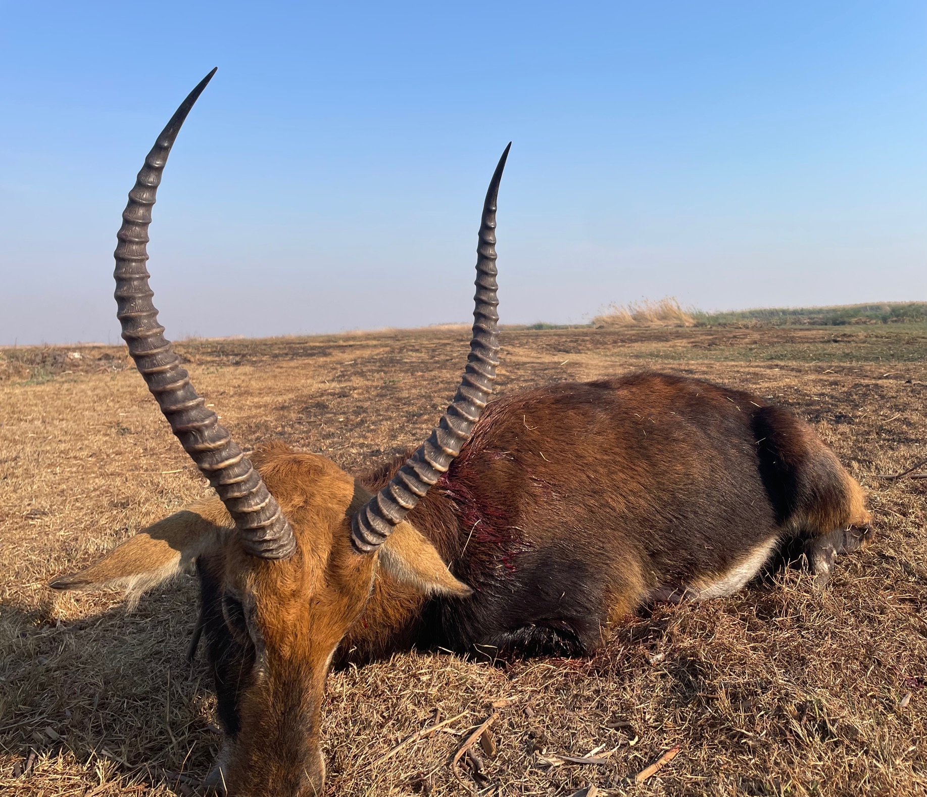 Tell me about hunting lechwe? | AfricaHunting.com