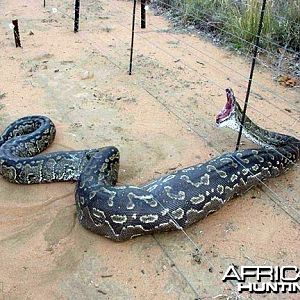 Python caught in a fence | AfricaHunting.com