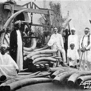 Ivory Trade | AfricaHunting.com