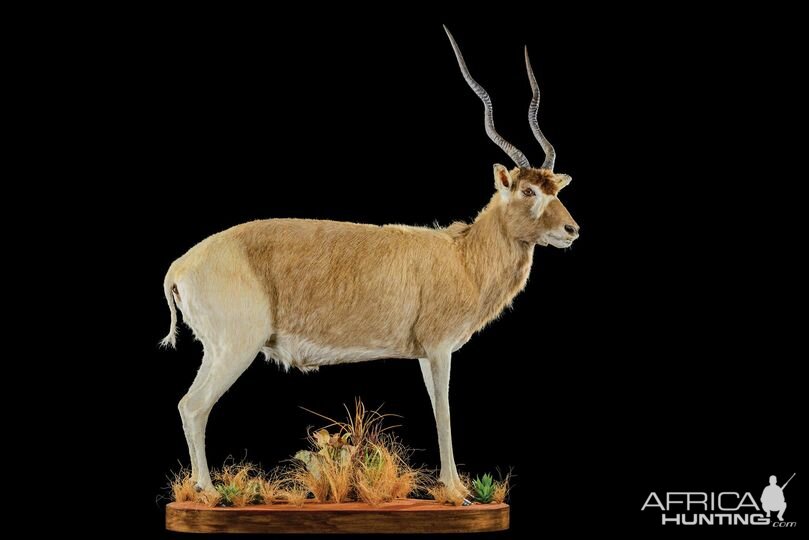 Addax Full Mount | AfricaHunting.com
