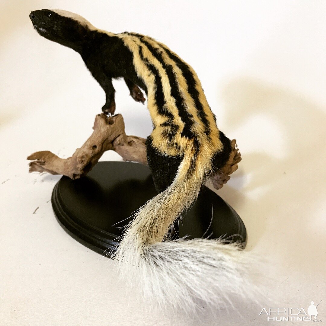 African Striped Weasel | Hunting