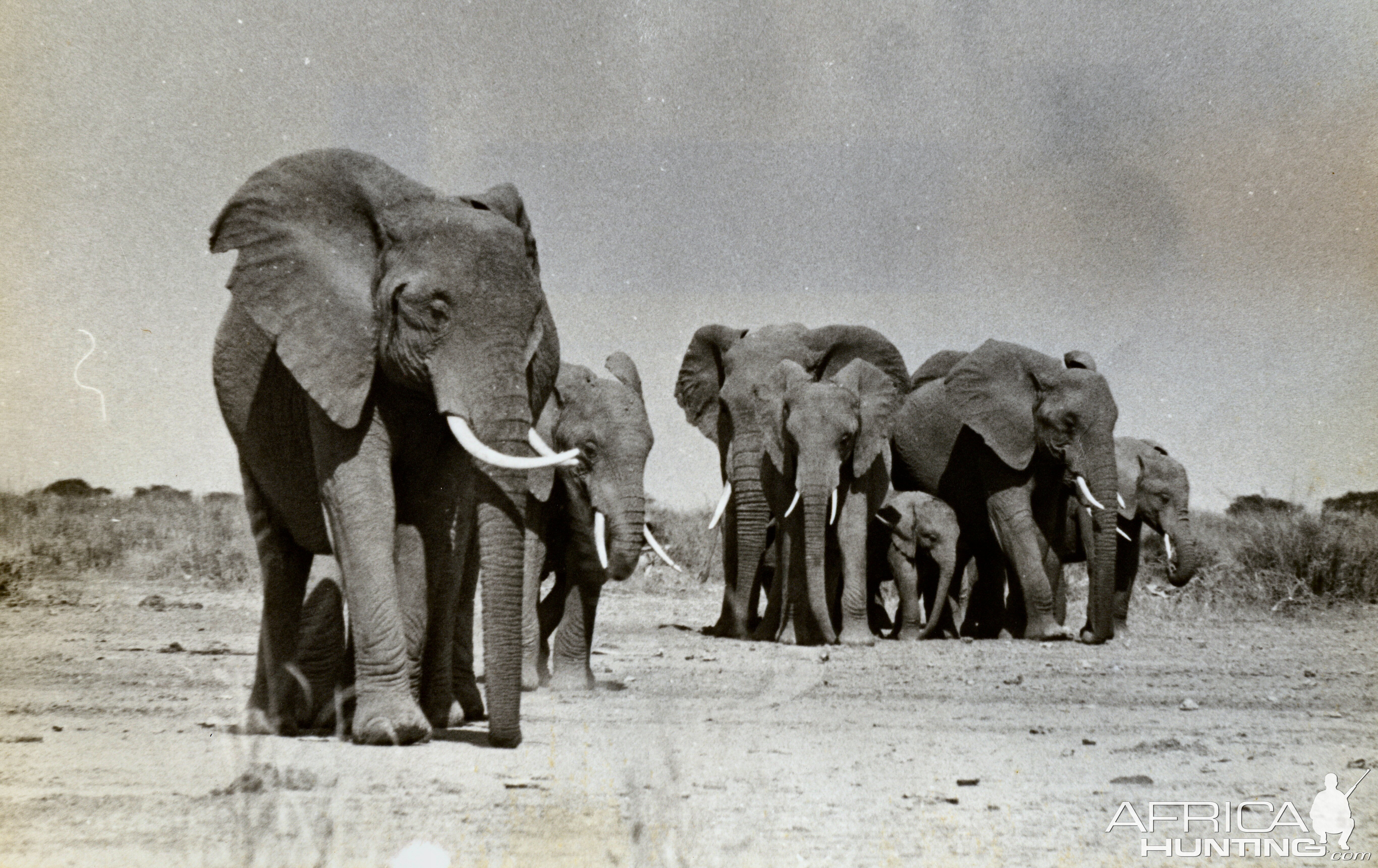Amboseli Elephants | AfricaHunting.com