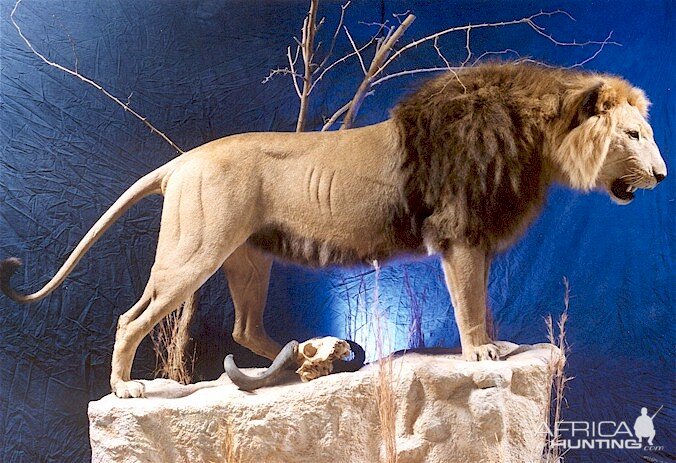 Barbary Lion Mount | AfricaHunting.com