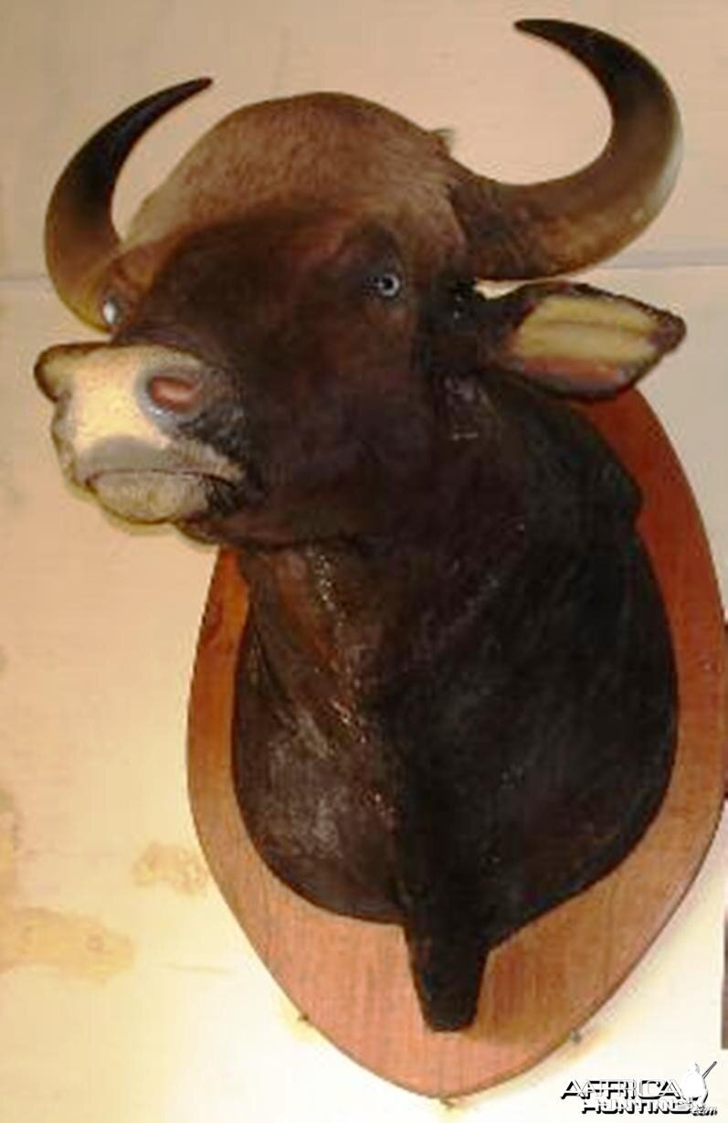Bison GAUR trophies | AfricaHunting.com