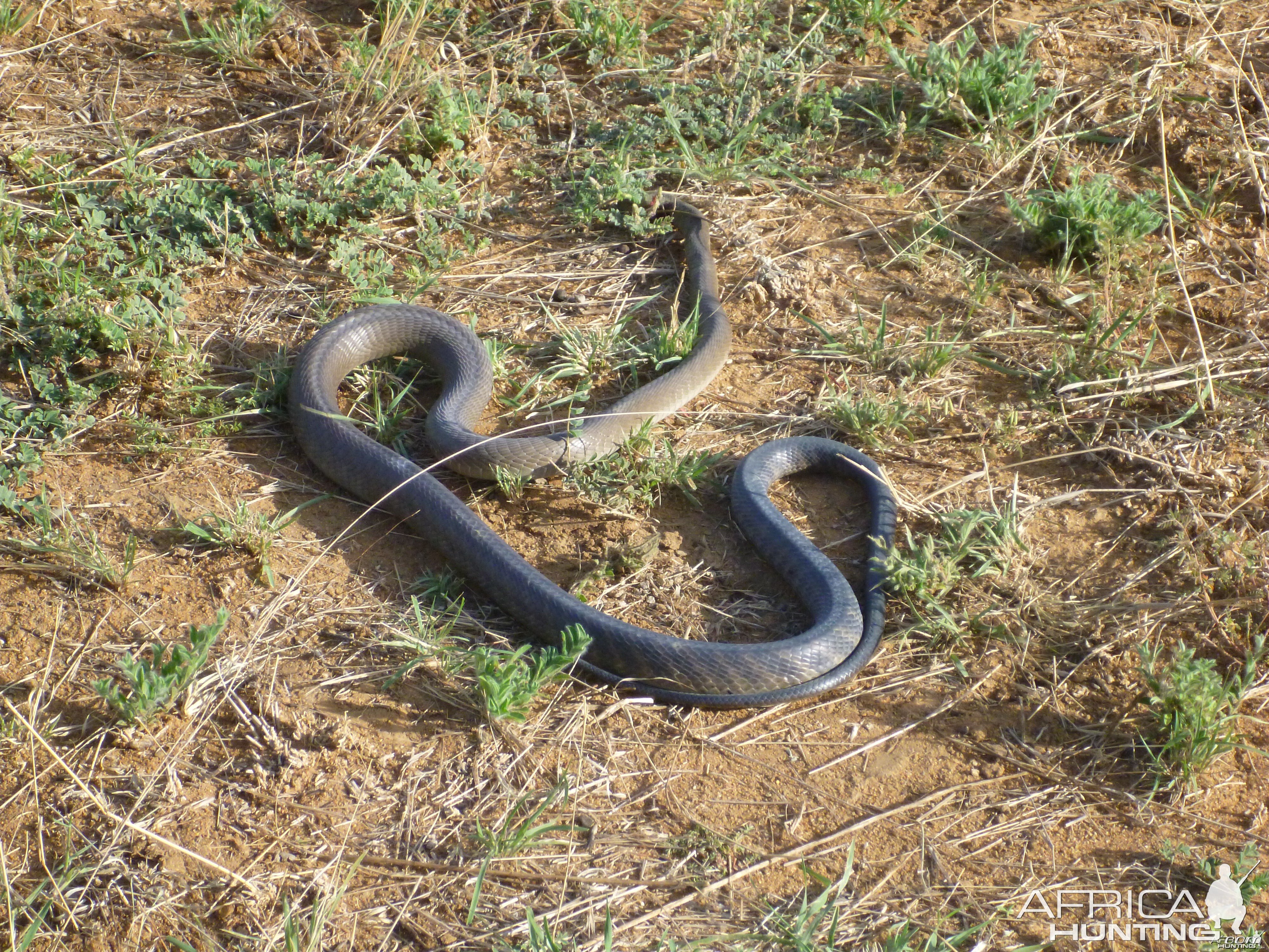 Black Mamba Namibia | AfricaHunting.com