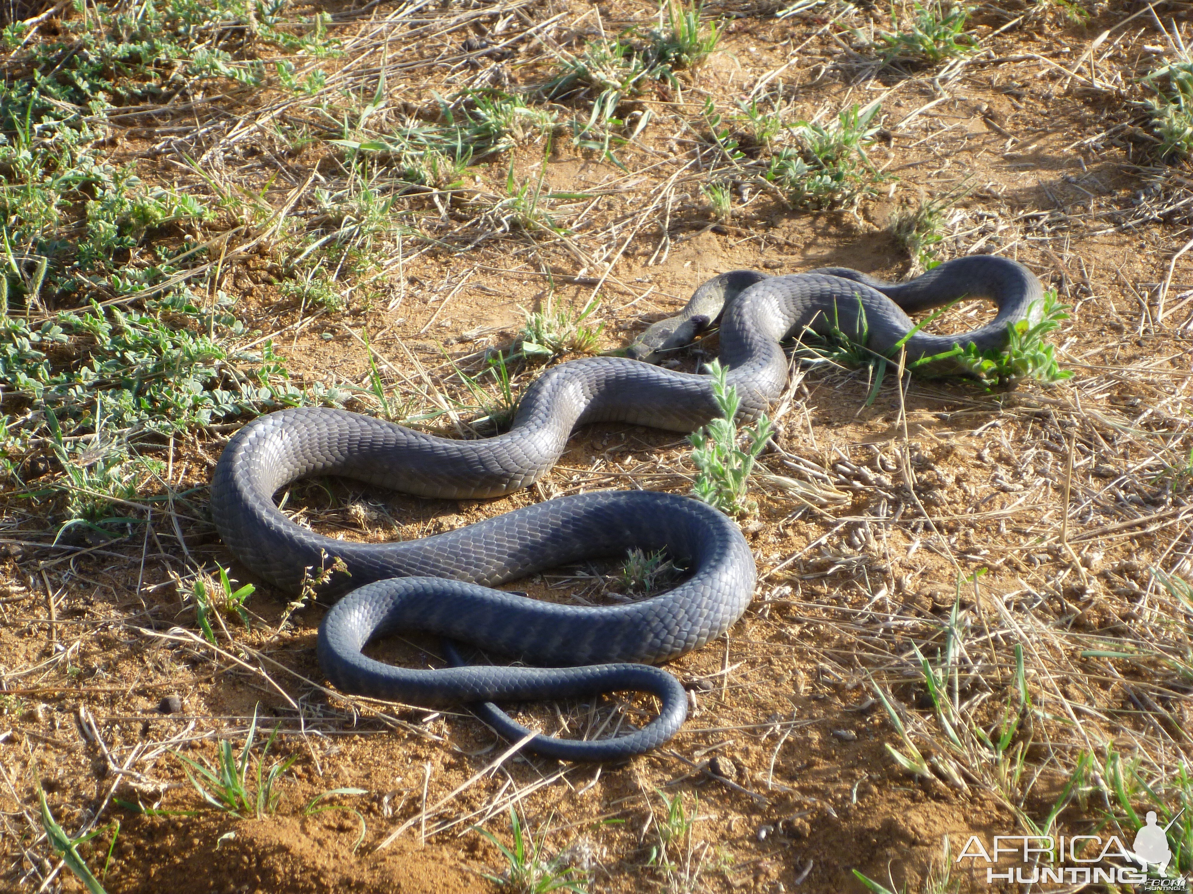 Black Mamba Namibia | AfricaHunting.com