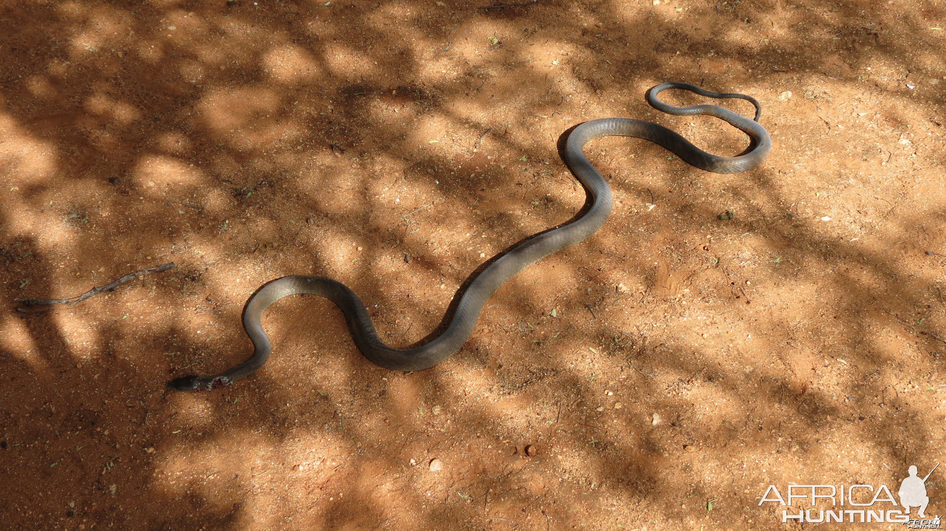 Black Mamba Namibia | AfricaHunting.com