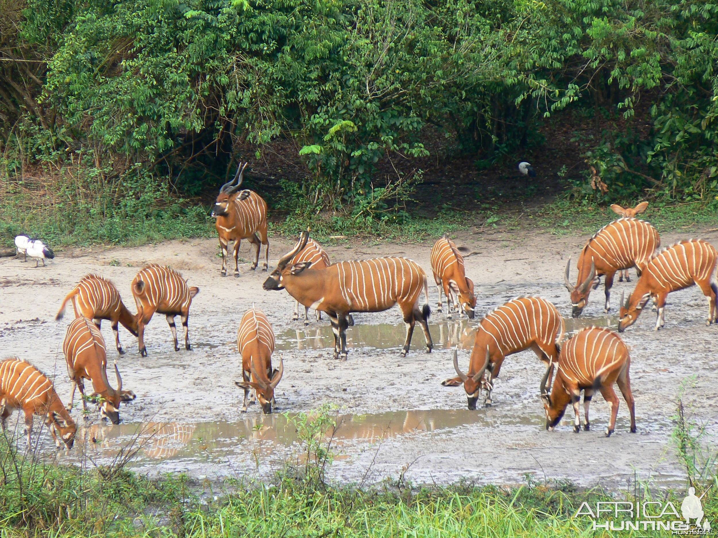 Bongo | AfricaHunting.com