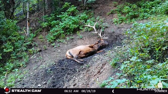 Bull elk in wallow | AfricaHunting.com