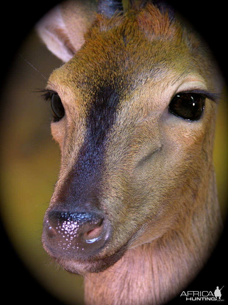 Bush Duiker Taxidermy Mount | AfricaHunting.com