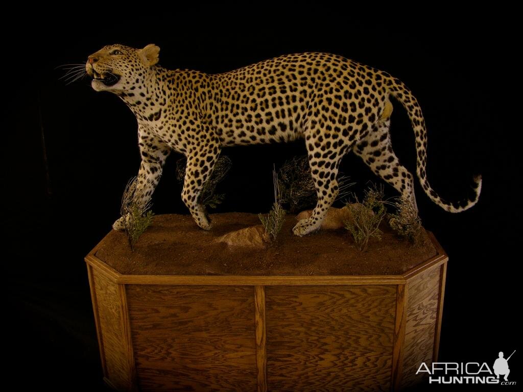 Full Mount Taxidermy Leopard | AfricaHunting.com