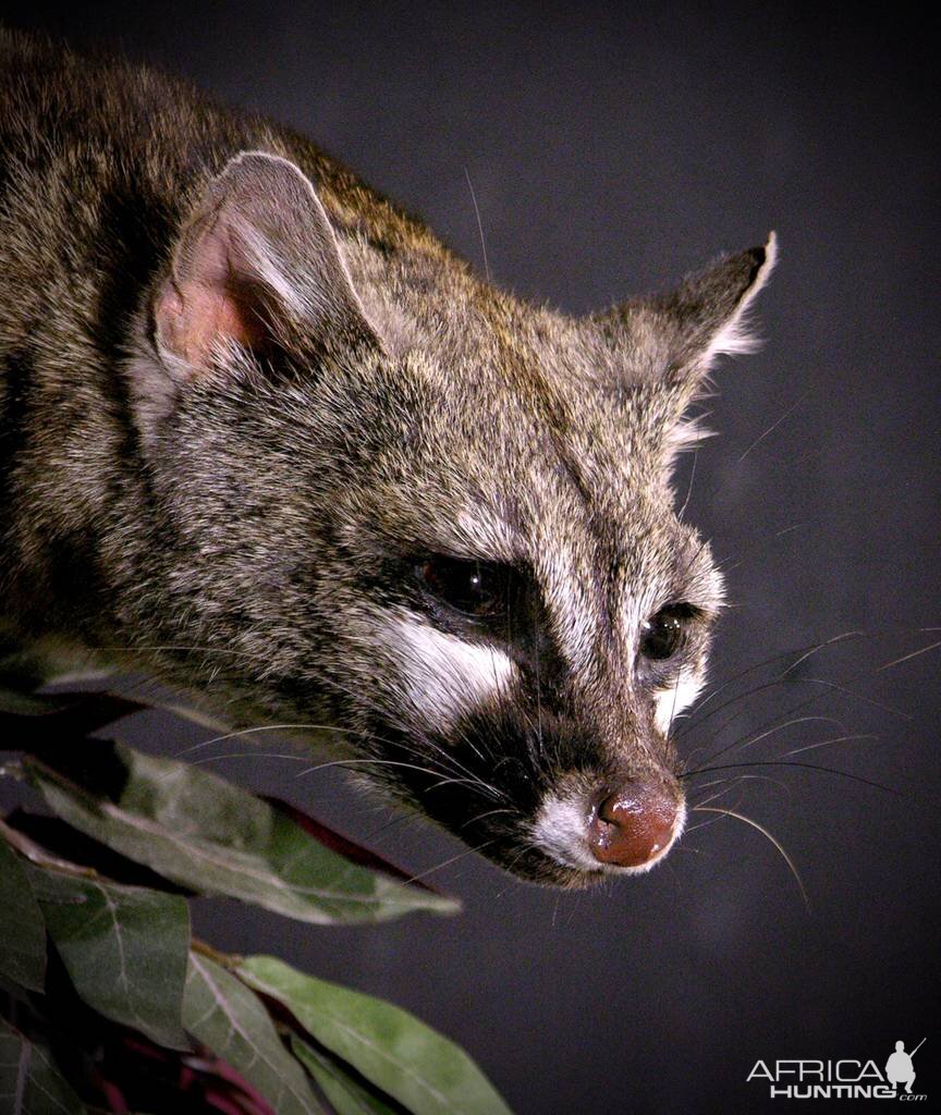 Genet Cat Full Mount Taxidermy | AfricaHunting.com