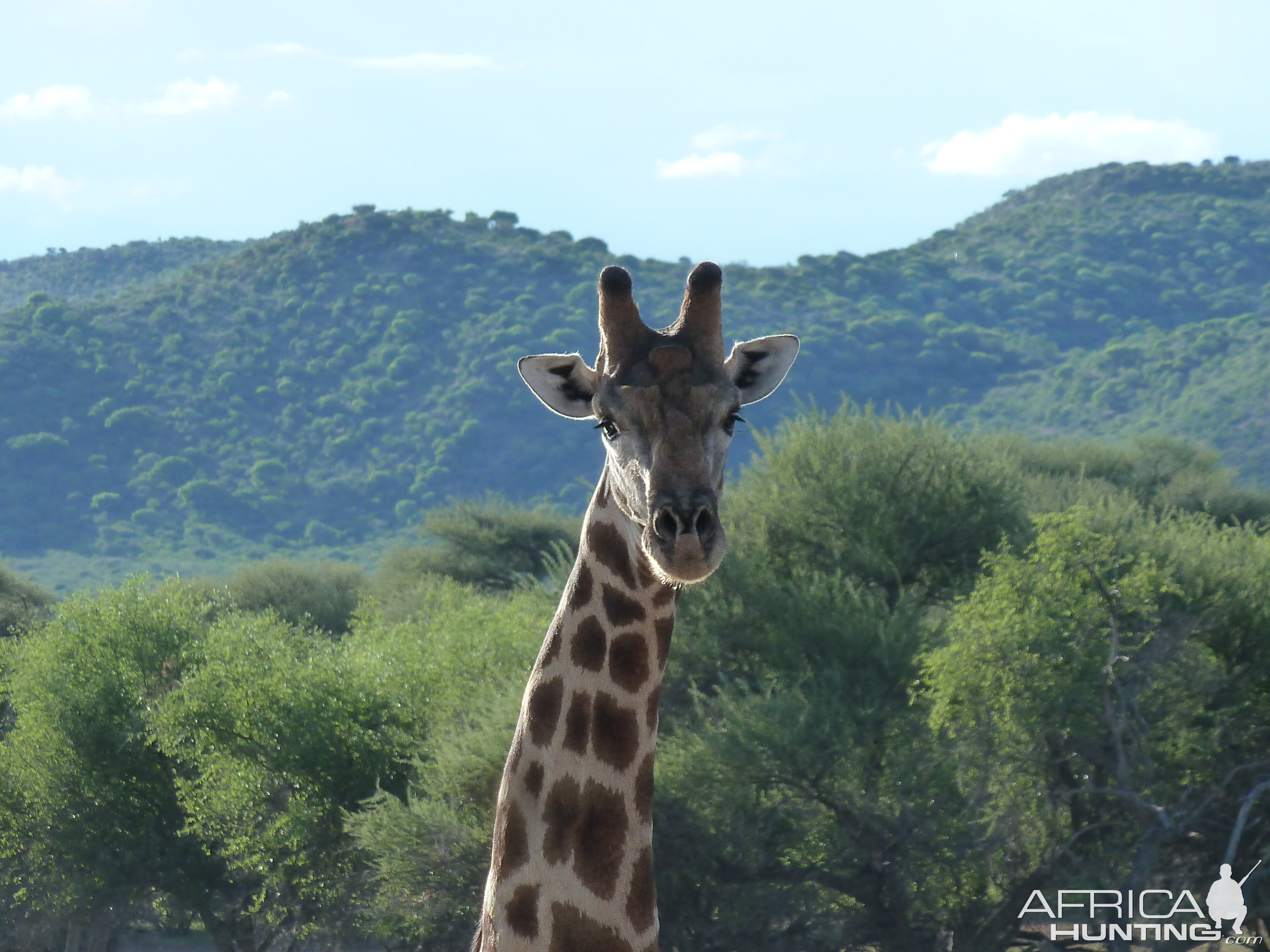 Giraffe Namibia | AfricaHunting.com