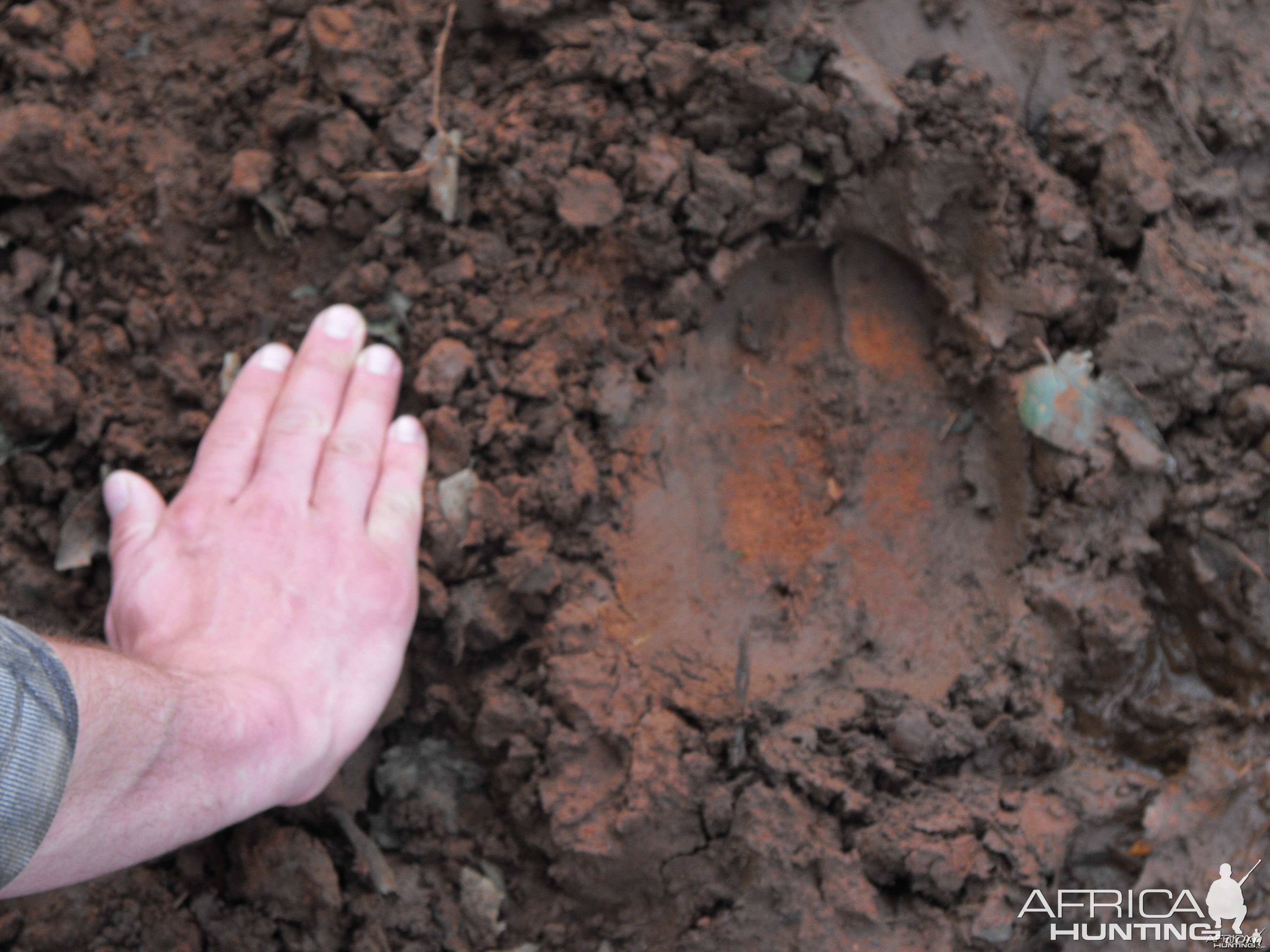 Giraffe track! | AfricaHunting.com