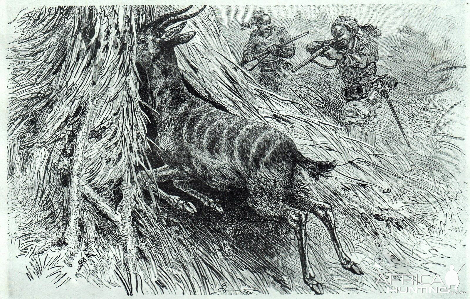 Hunt | AfricaHunting.com