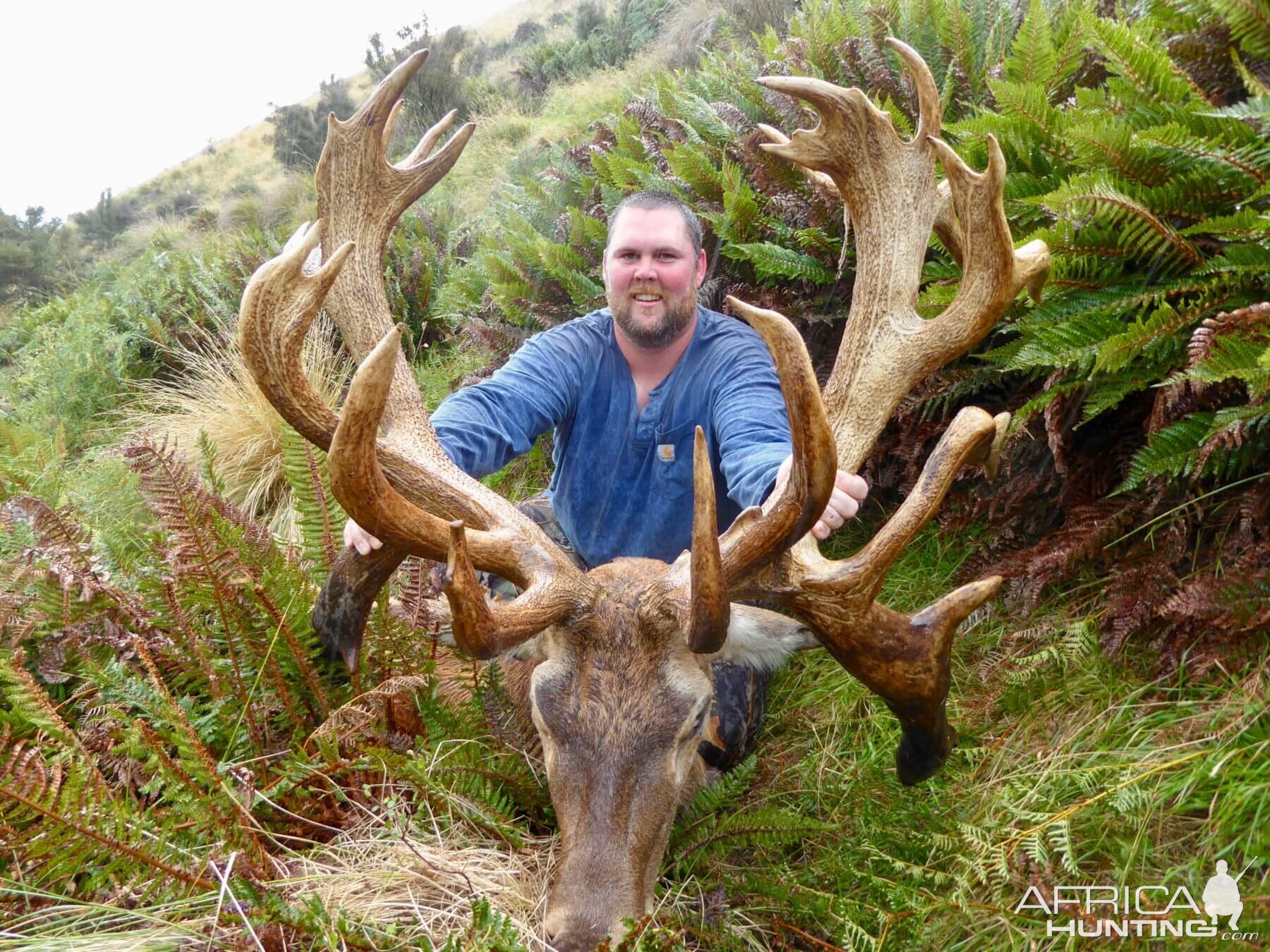 Hunting 417" Inch Red Stag in New Zealand | AfricaHunting.com
