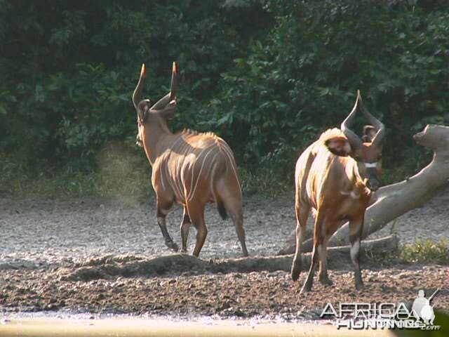 Hunting Bongo | AfricaHunting.com