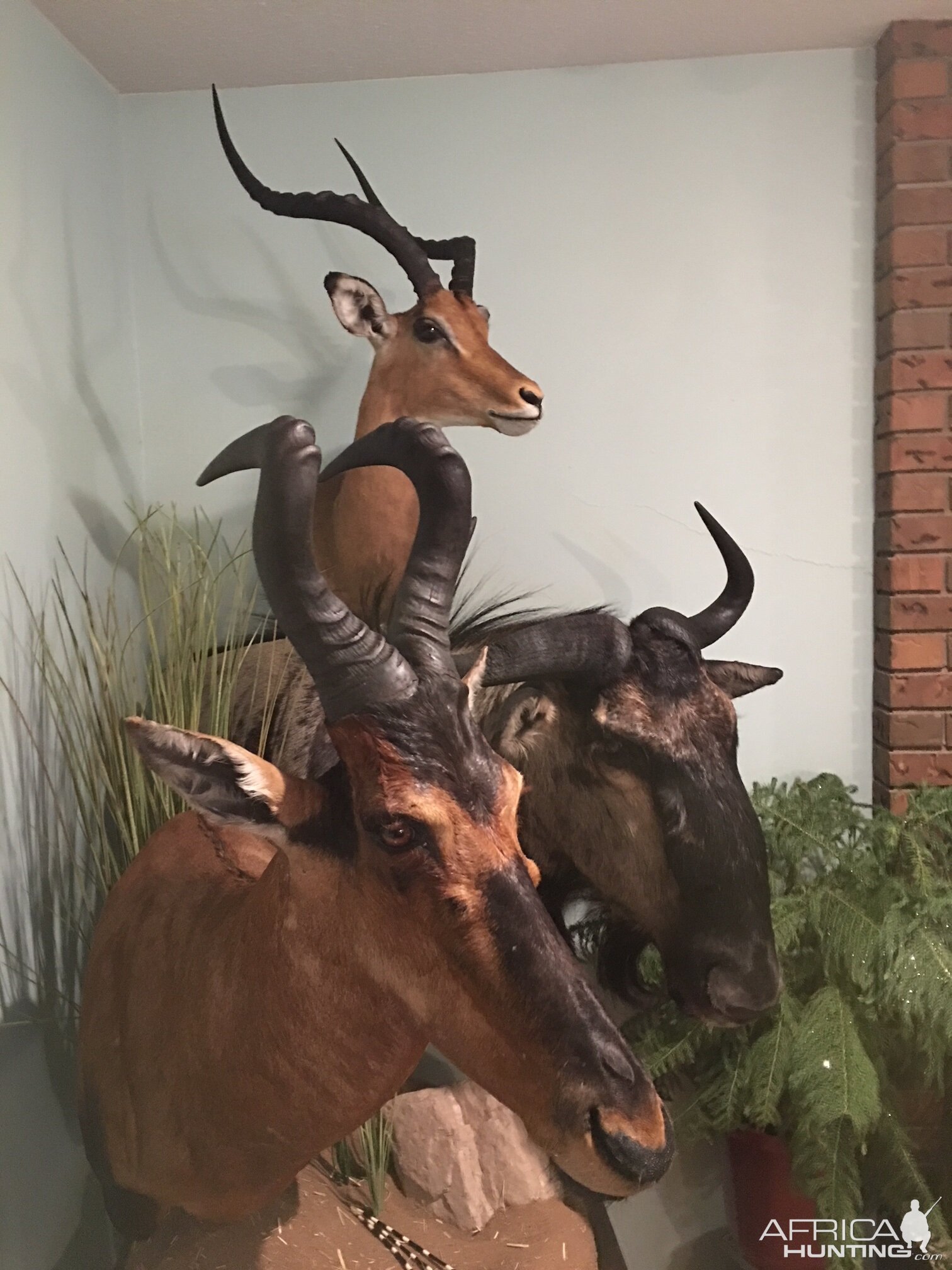 Impala, Red Hartebeest & Blue WIldebeest Shoulder Mount Pedestal ...