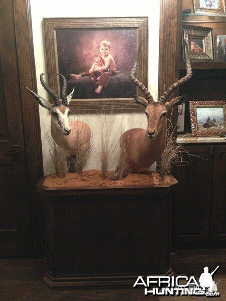 Impala & Springbok Mount | AfricaHunting.com