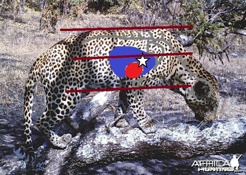 Leopard Shot Placement | AfricaHunting.com