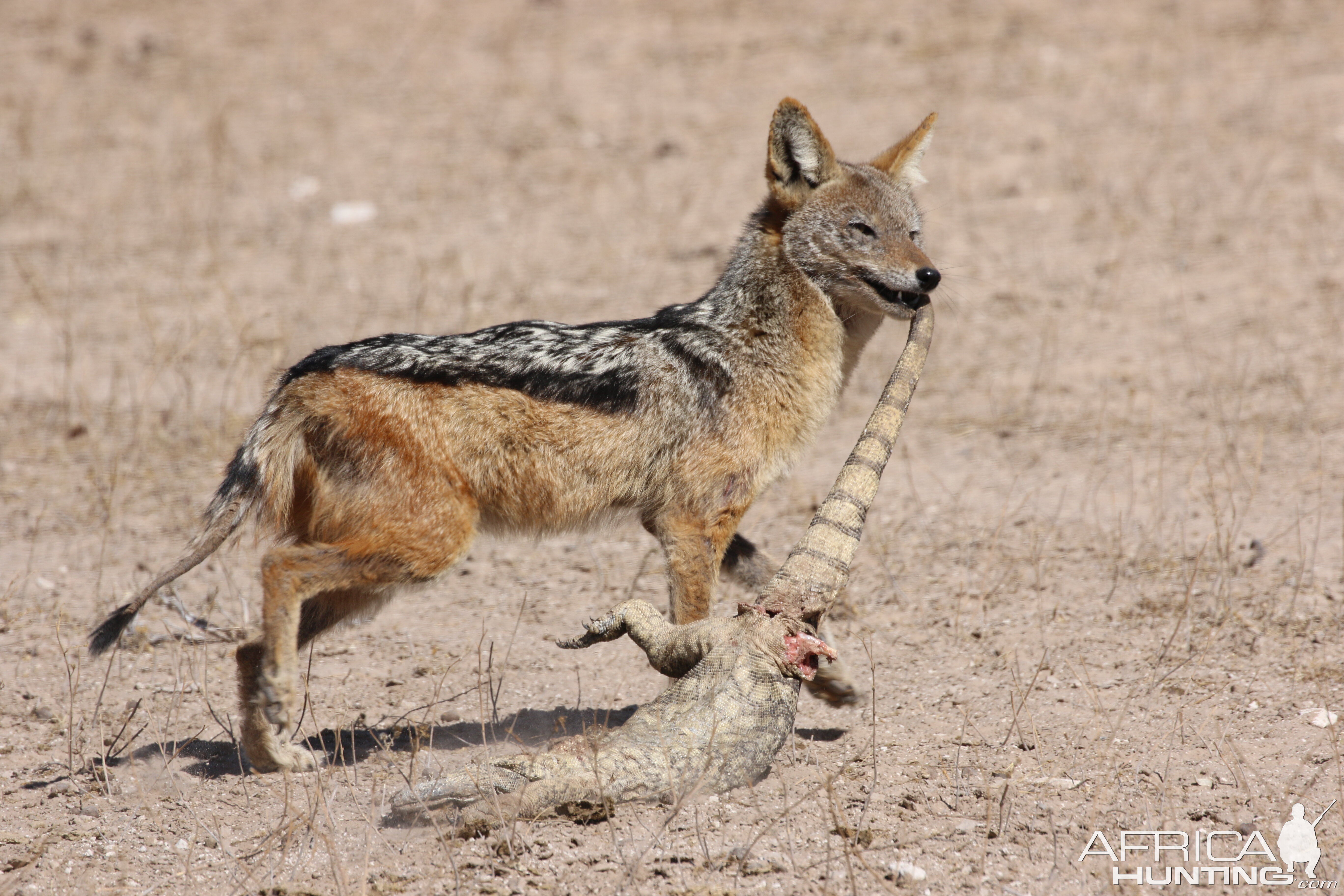 Jackal Pictures | AfricaHunting.com