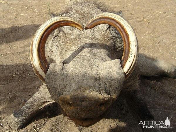 Monster Warthog | AfricaHunting.com