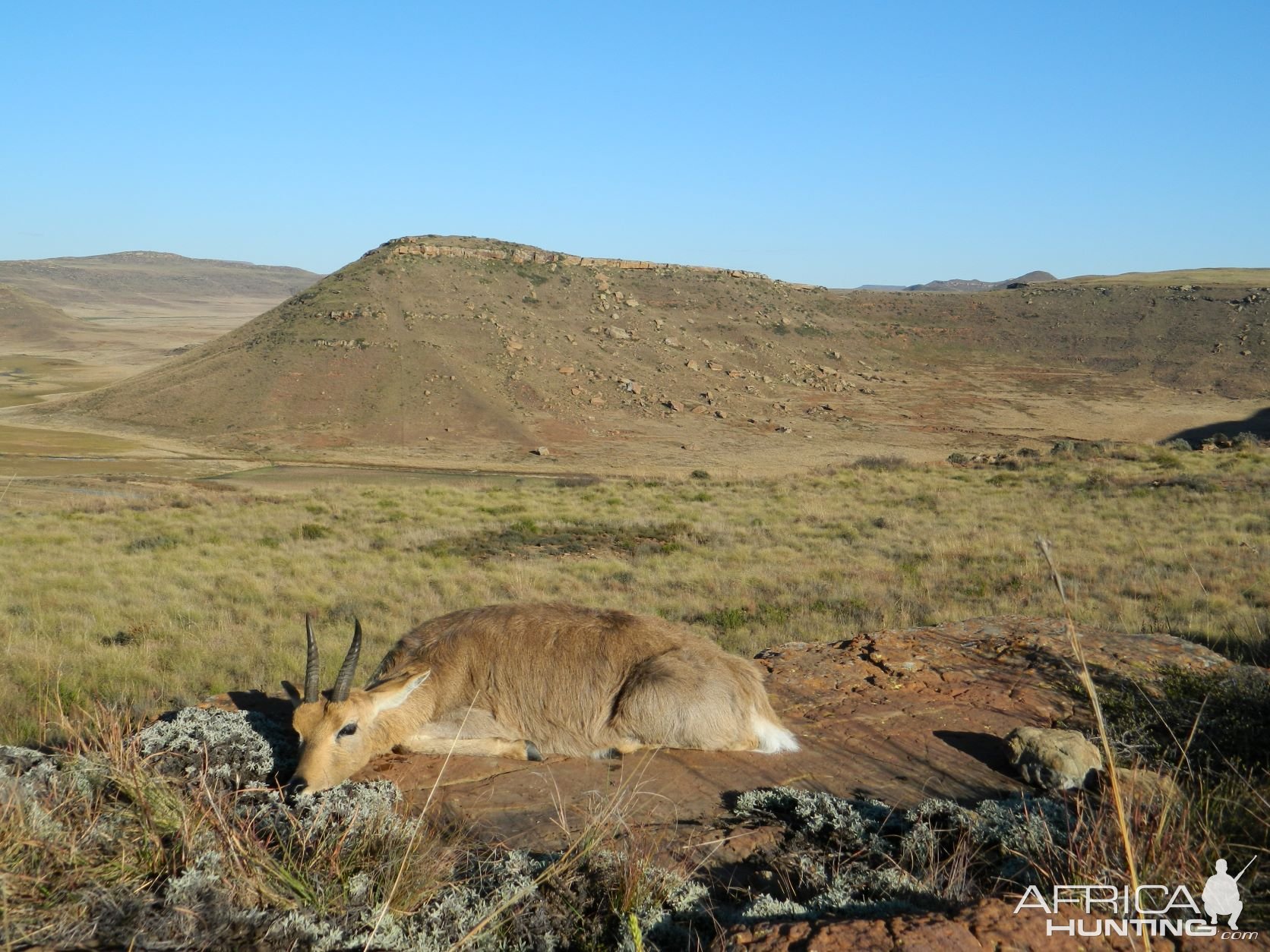 Mountain Reedbuck Hunt Eastern Cape South Africa | AfricaHunting.com