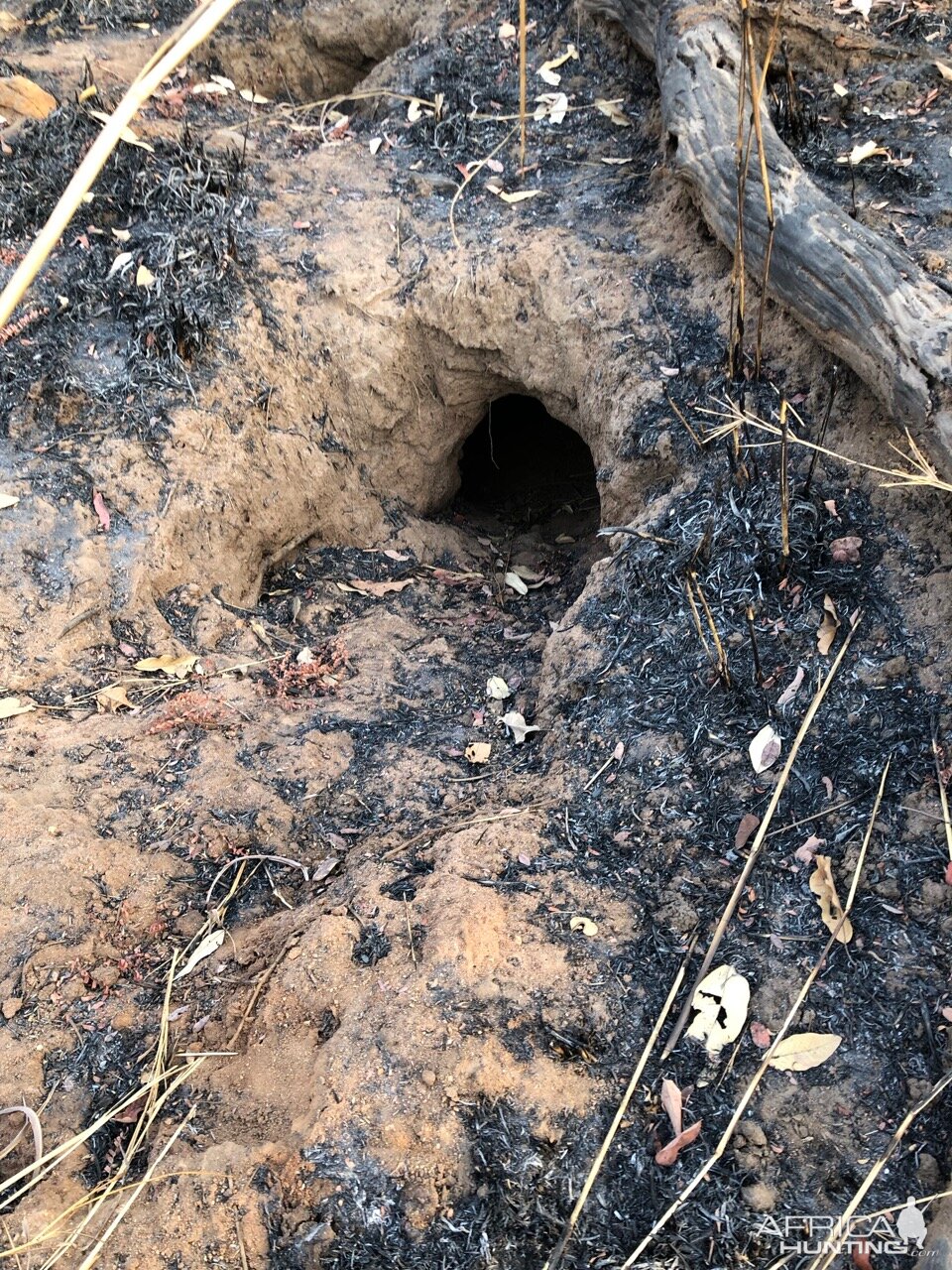 Python hole Cameroon | AfricaHunting.com