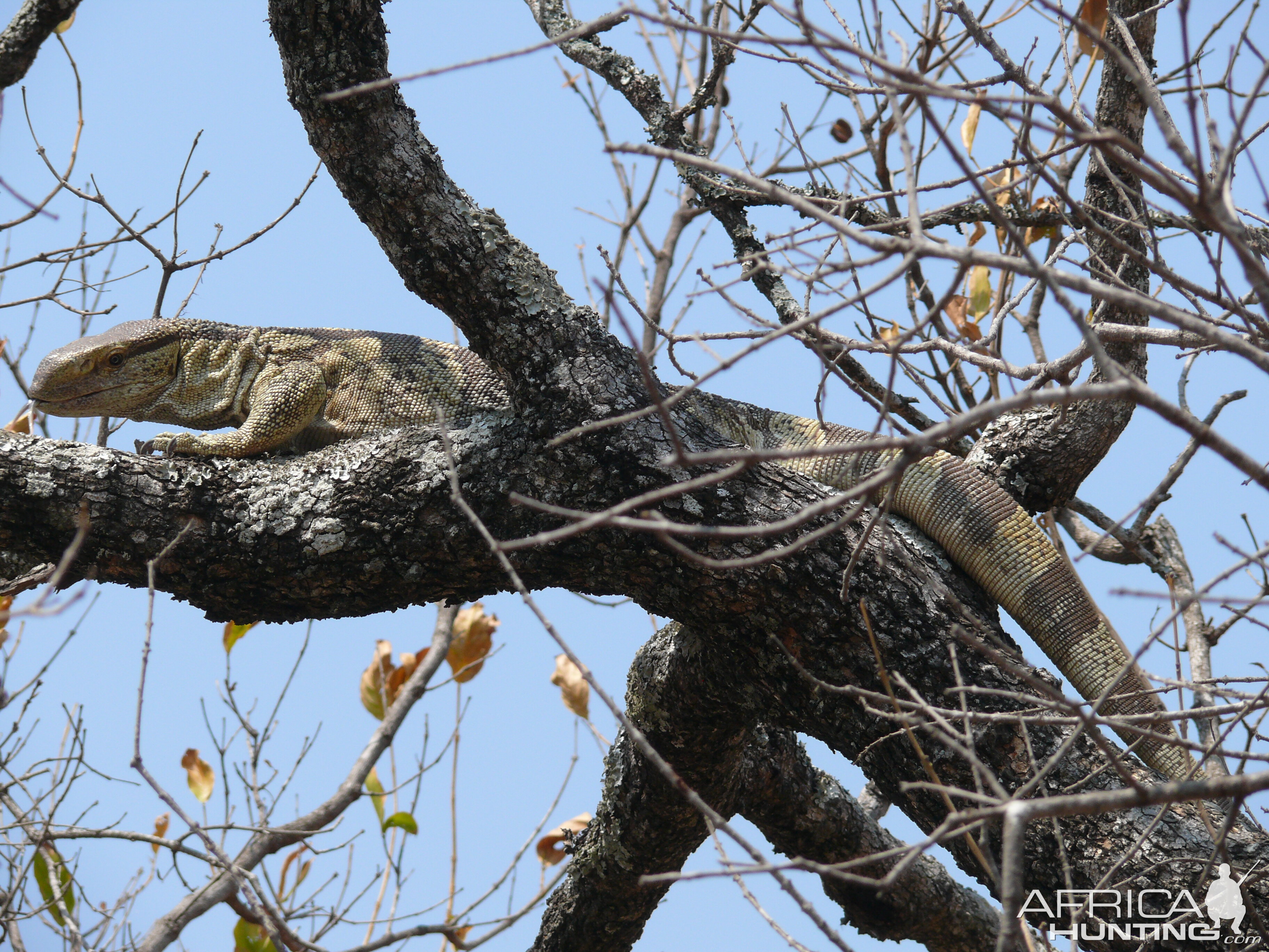Rock Monitor KwaZulu/Natal South Africa | AfricaHunting.com