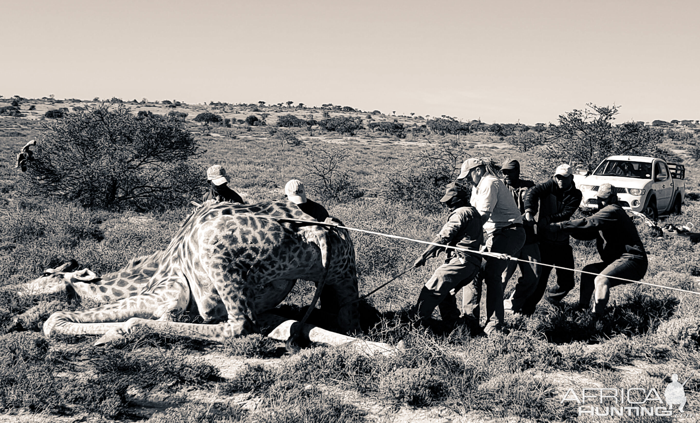 South Africa Hunting Giraffe | AfricaHunting.com