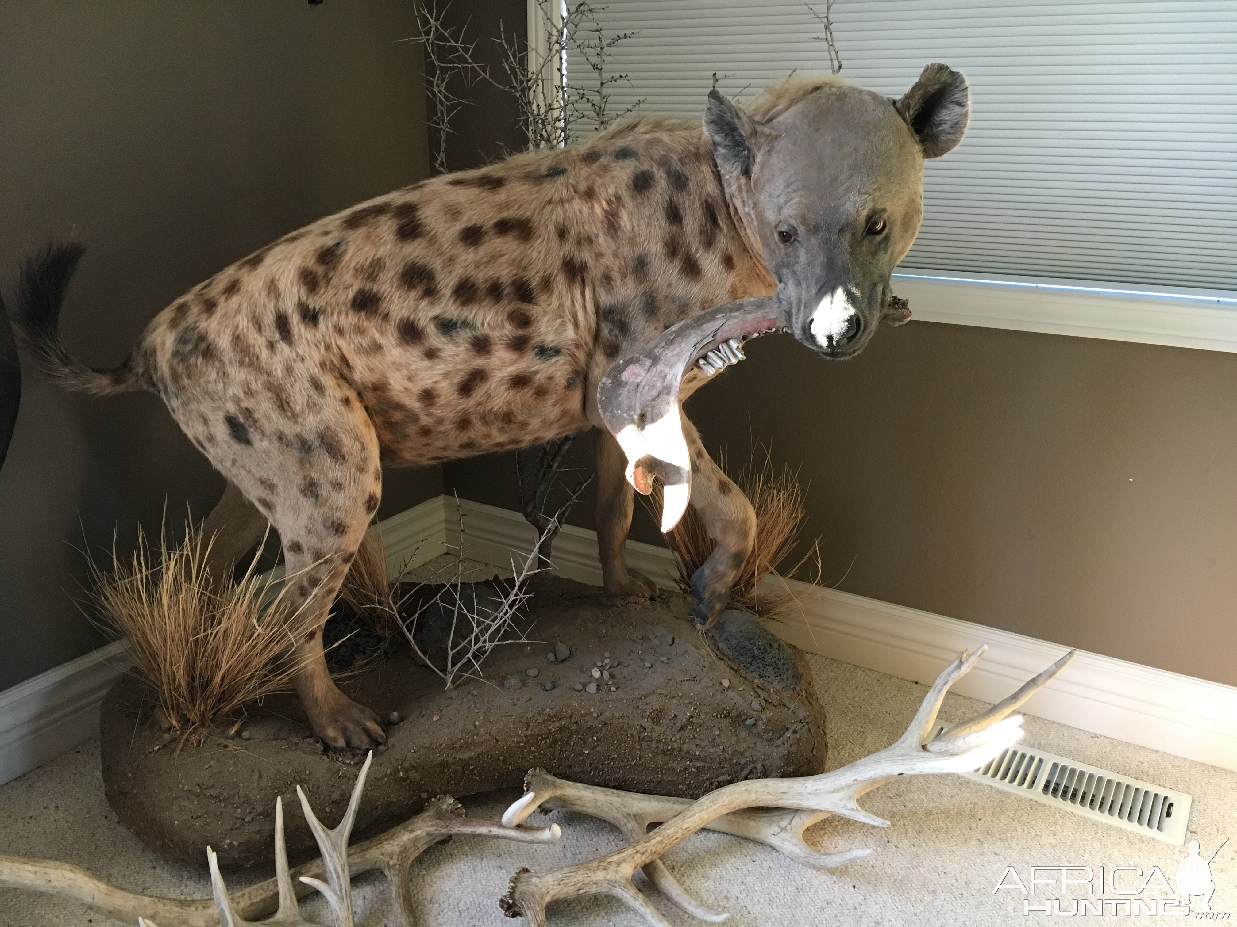 Spotted Hyena Full Mount Taxidermy | AfricaHunting.com