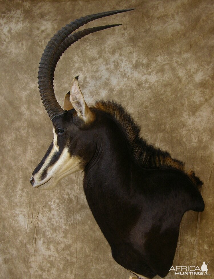 Taxidermy Nice Sable Mount | AfricaHunting.com
