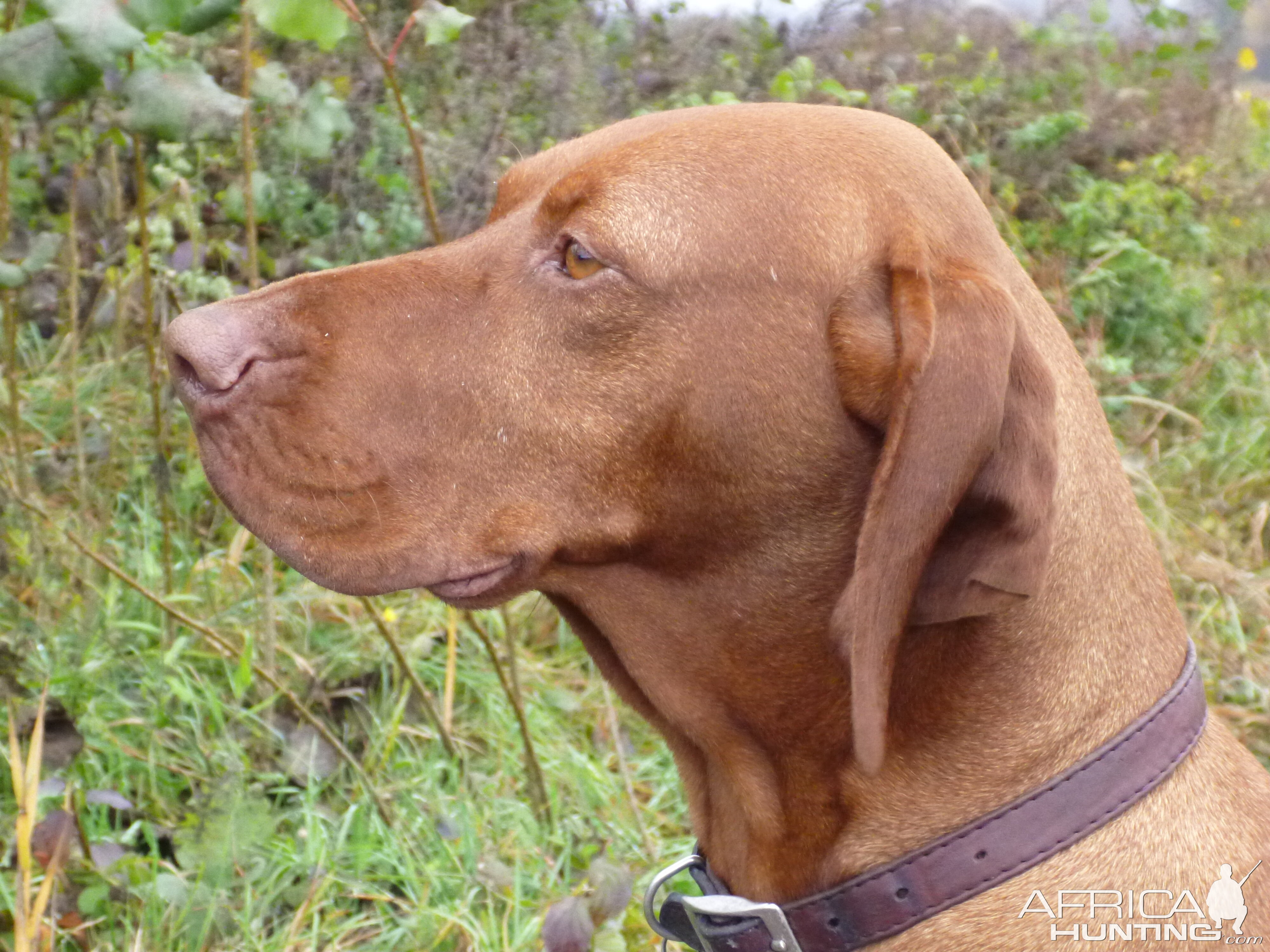 Vizsla Hunting in France | AfricaHunting.com
