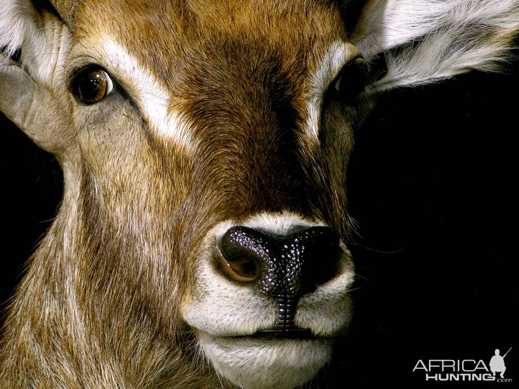 Waterbuck Shoulder Mount Taxidermy | AfricaHunting.com