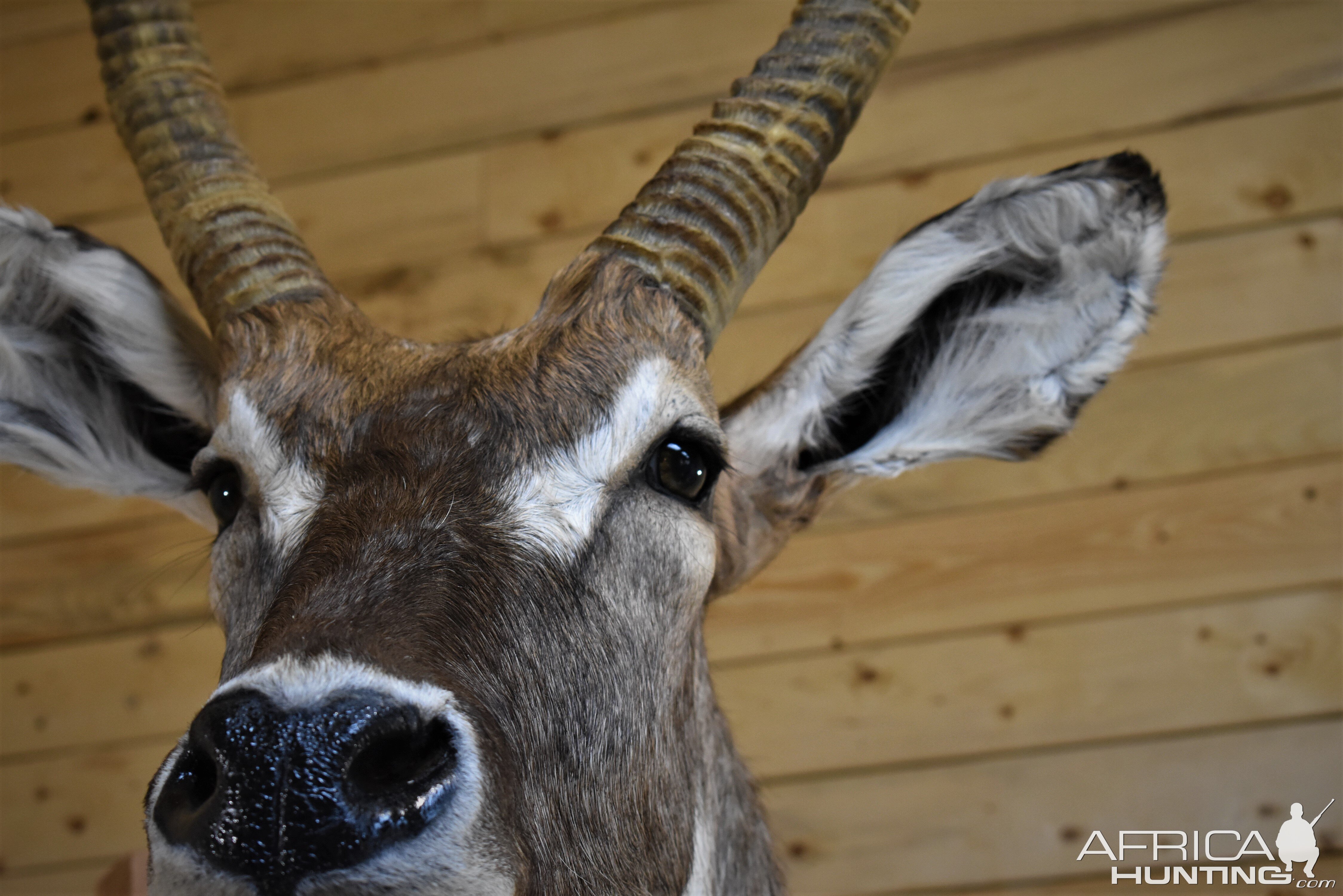 Waterbuck Shoulder Mount Taxidermy | AfricaHunting.com