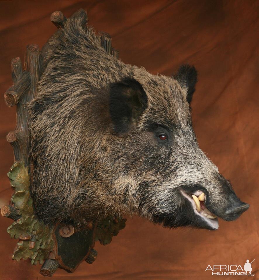 Wild Boar Shoulder Mount Taxidermy | AfricaHunting.com